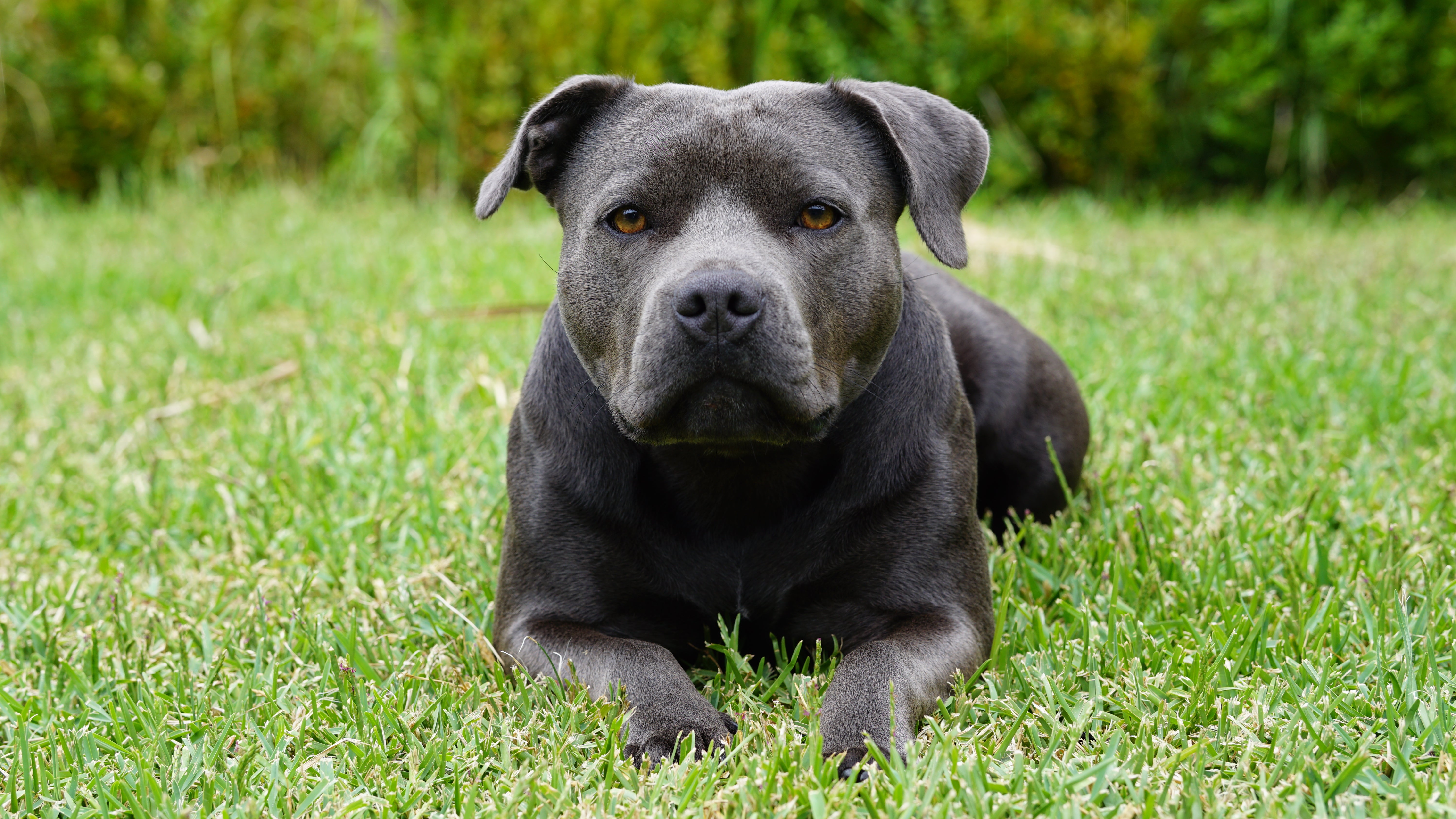 Blue Staffy Dog